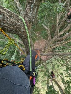 The Growing Demand for Tree Surgery Courses in the UK | Arbsystem